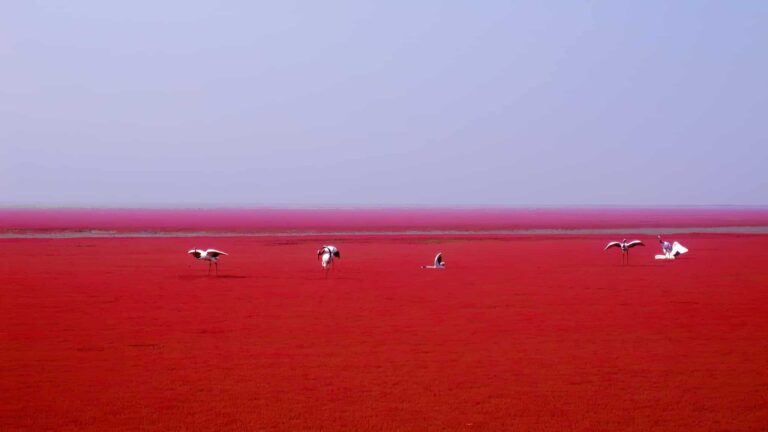 Les terrasses en terres rouges de Dongchuan