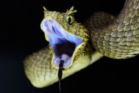 40 animaux étranges dont vous ne connaissiez pas l'existence