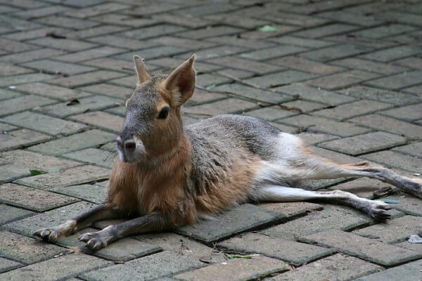 40 animaux étranges dont vous ne connaissiez pas l'existence