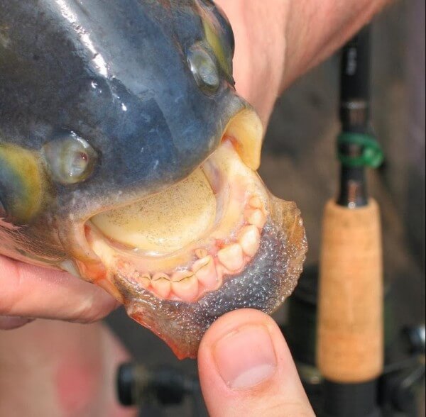 Le Pacu, un poisson avec des dents humaines