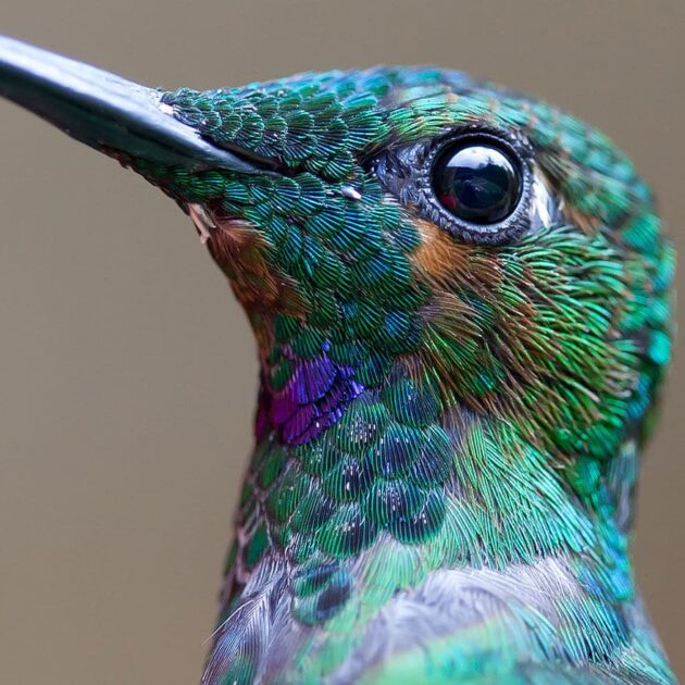 20 colibris révèlent leur beauté incroyable