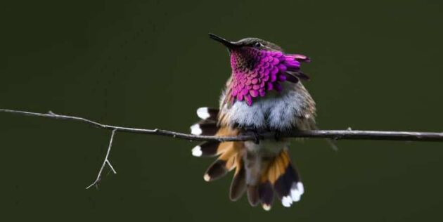 20 colibris révèlent leur beauté incroyable
