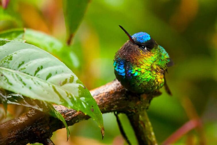 20 colibris révèlent leur beauté incroyable