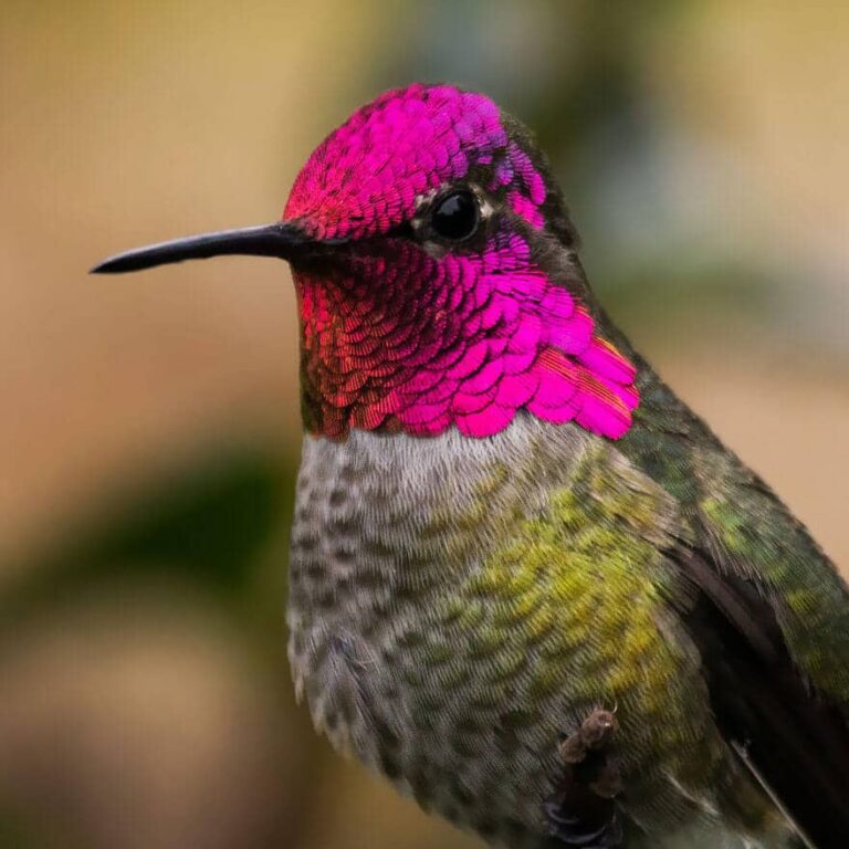 20 colibris révèlent leur beauté incroyable