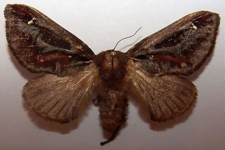 19 papillons avant et après leur métamorphose