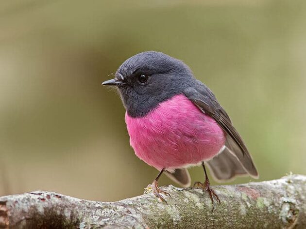 25 animaux aux couleurs improbables mais vraies
