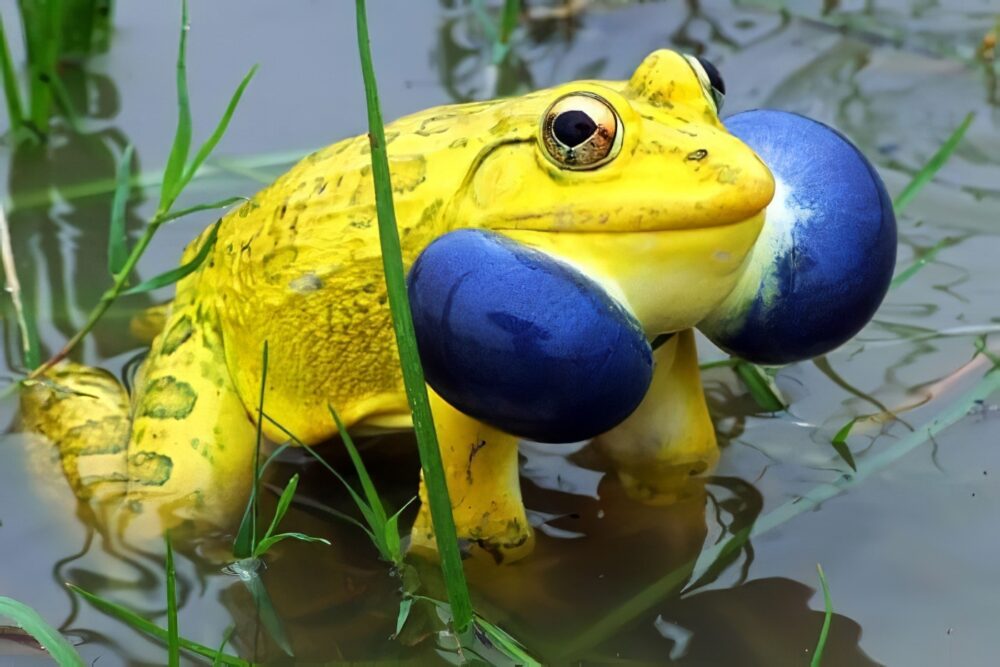 25 animaux aux couleurs improbables mais vraies