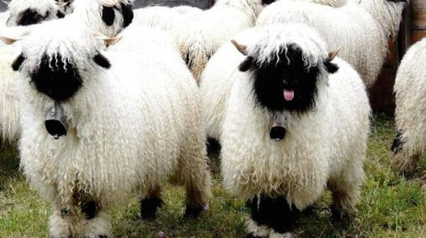22 animaux au pelage somptueux