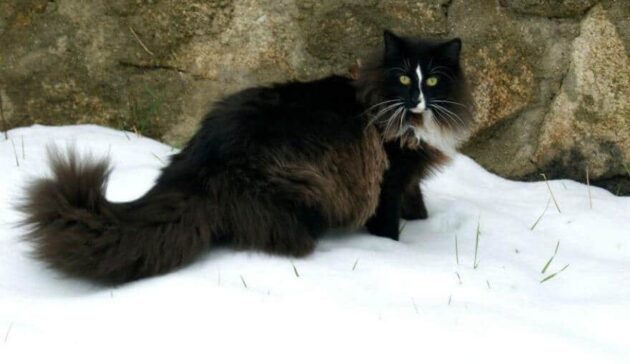 22 animaux au pelage somptueux