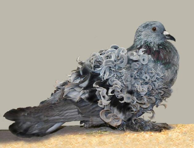 22 animaux au pelage somptueux