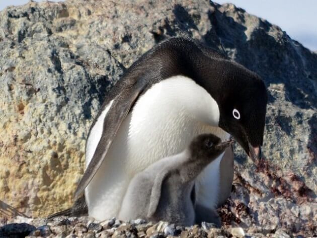 40 photos incroyables prises au Pôle Sud