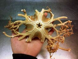 Un pêcheur russe photographie les fascinants monstres marins qu'il ...