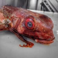 Un pêcheur russe photographie les fascinants monstres marins qu'il ...