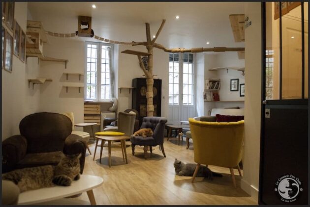 Bar A Chat Bordeaux