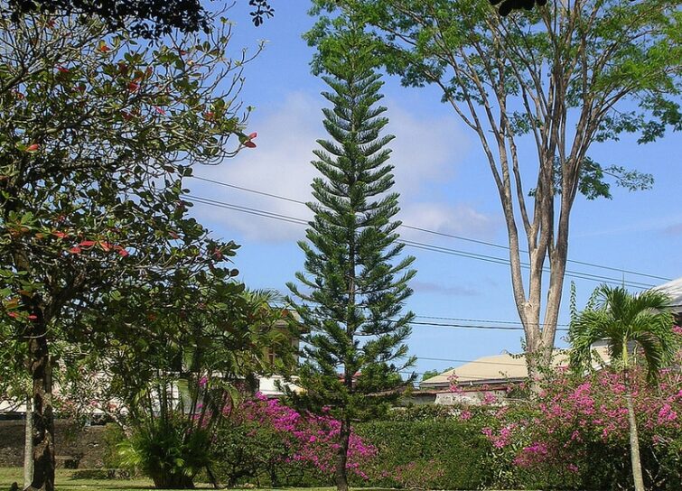Visiter Roseau : les 8 choses incontournables à faire
