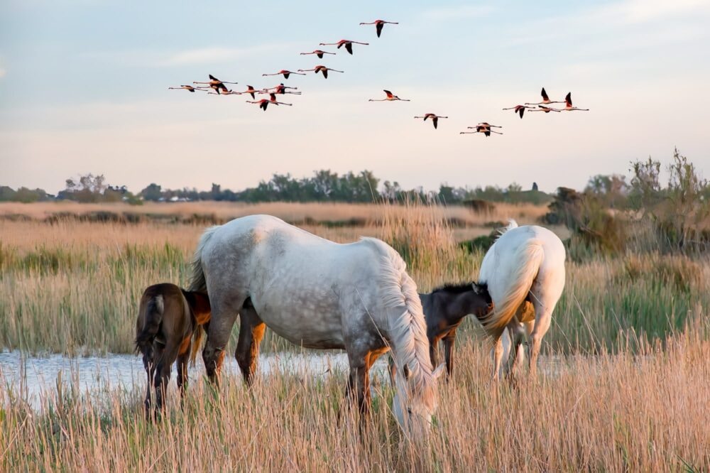 Les 9 plus beaux villages de Camargue