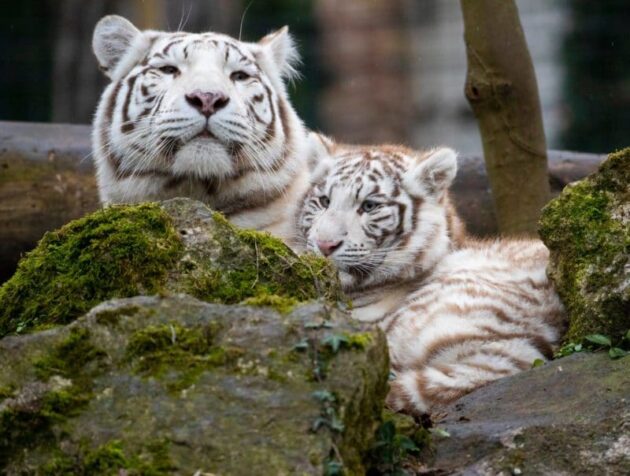 Visiter le Zoo de Beauval : billets, tarifs, horaires