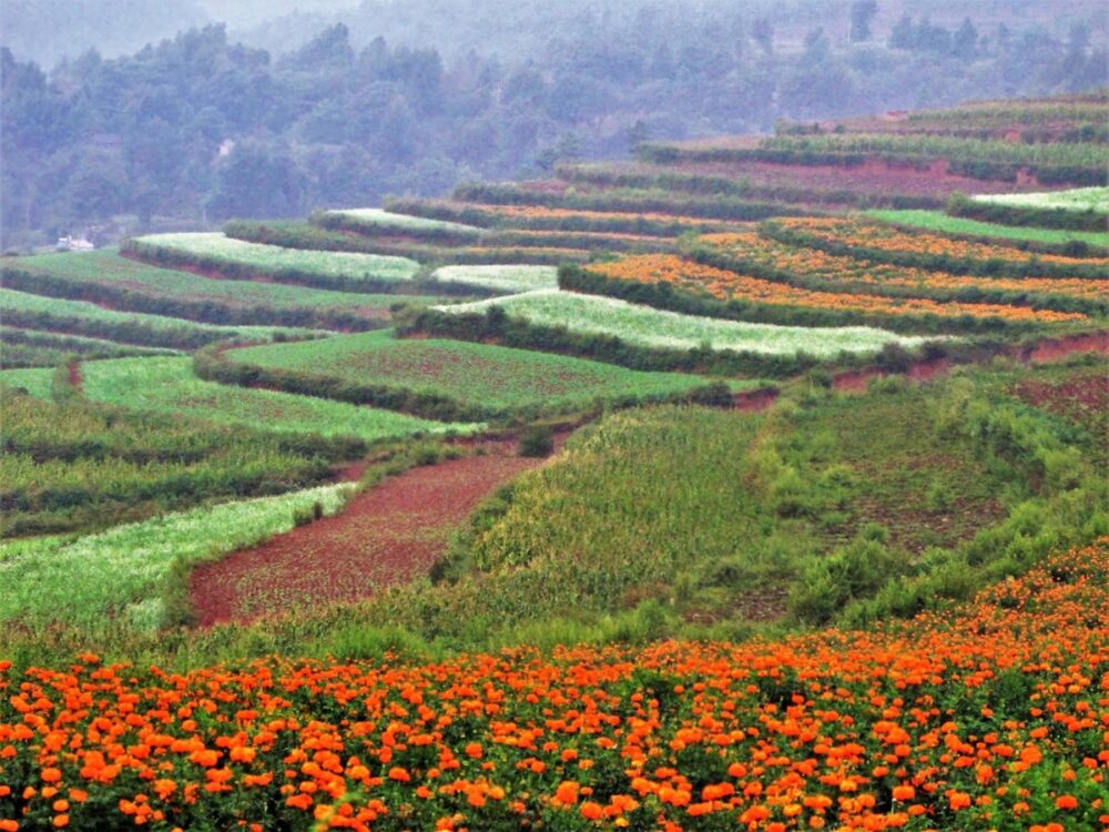 Dongchuan Red Land en Chine : le chef-d’œuvre naturel du Yunnan