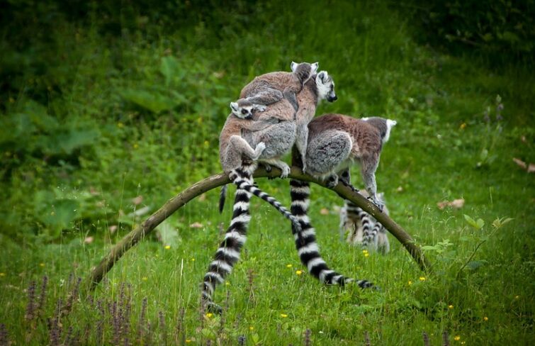 Les 12 meilleurs parcs animaliers de France