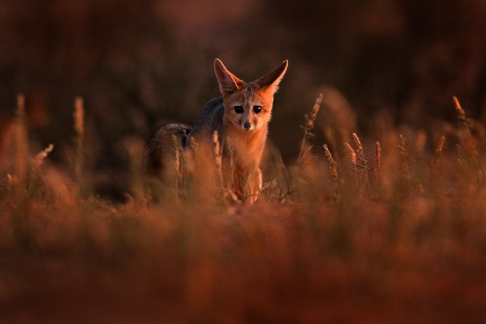 Les 10 meilleurs safaris à faire en Afrique du Sud