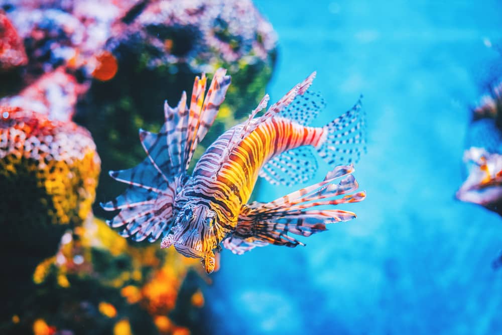 Visiter Sea Life Ocean World à Bangkok : billets, tarifs, horaires