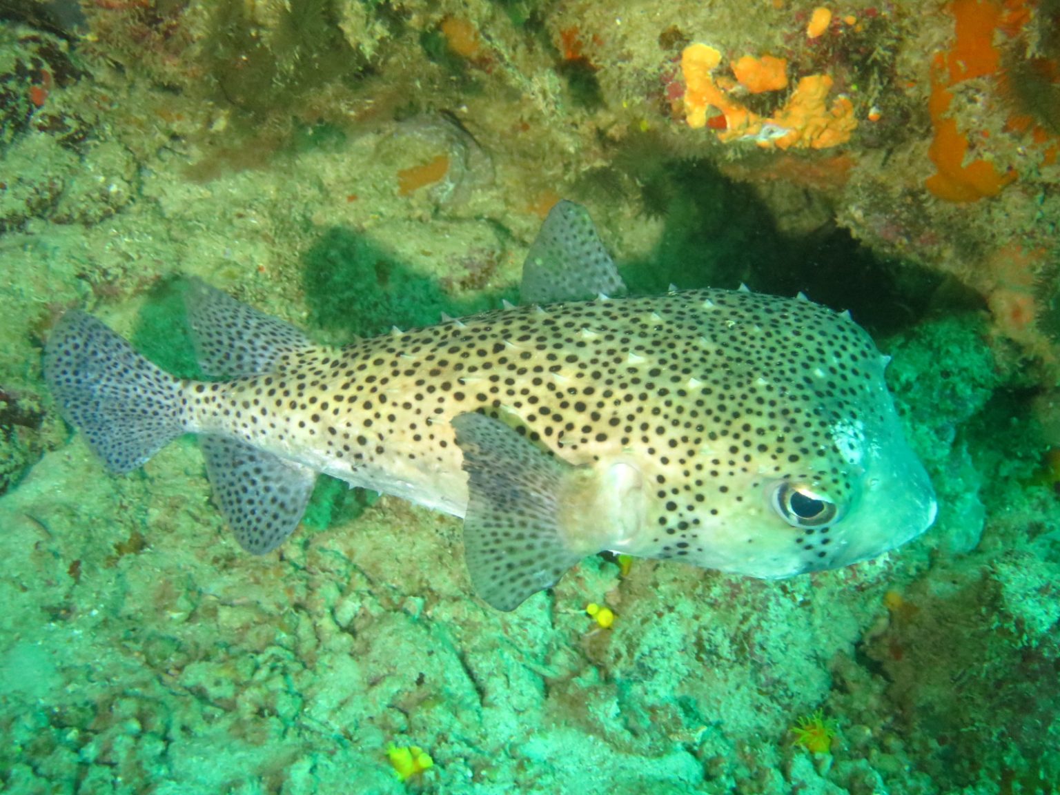 Les 9 meilleurs spots de plongée au Cap Vert