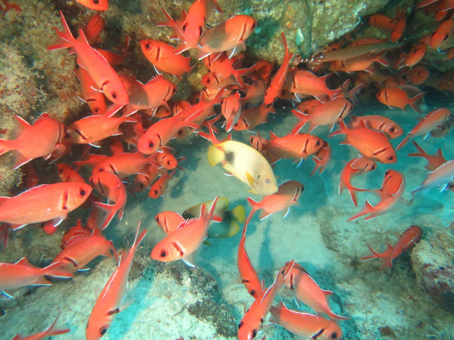 Les 9 meilleurs spots de plongée au Cap Vert
