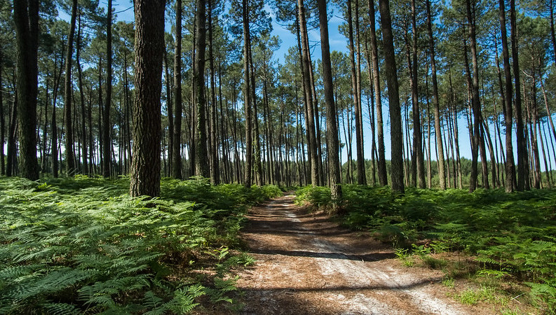 Les 16 choses incontournables à faire dans les Landes