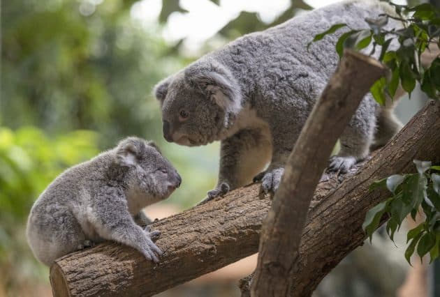 Les 15 animaux les plus iconiques à voir au Zoo de Beauval