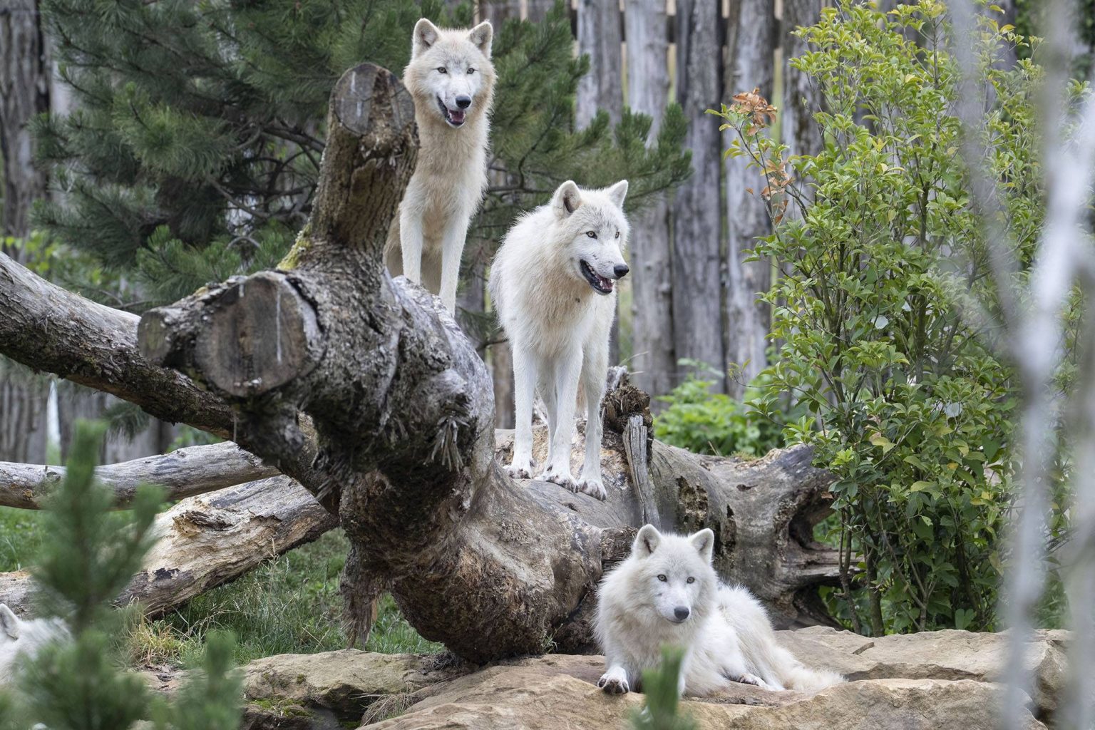 Les 15 animaux les plus iconiques à voir au Zoo de Beauval
