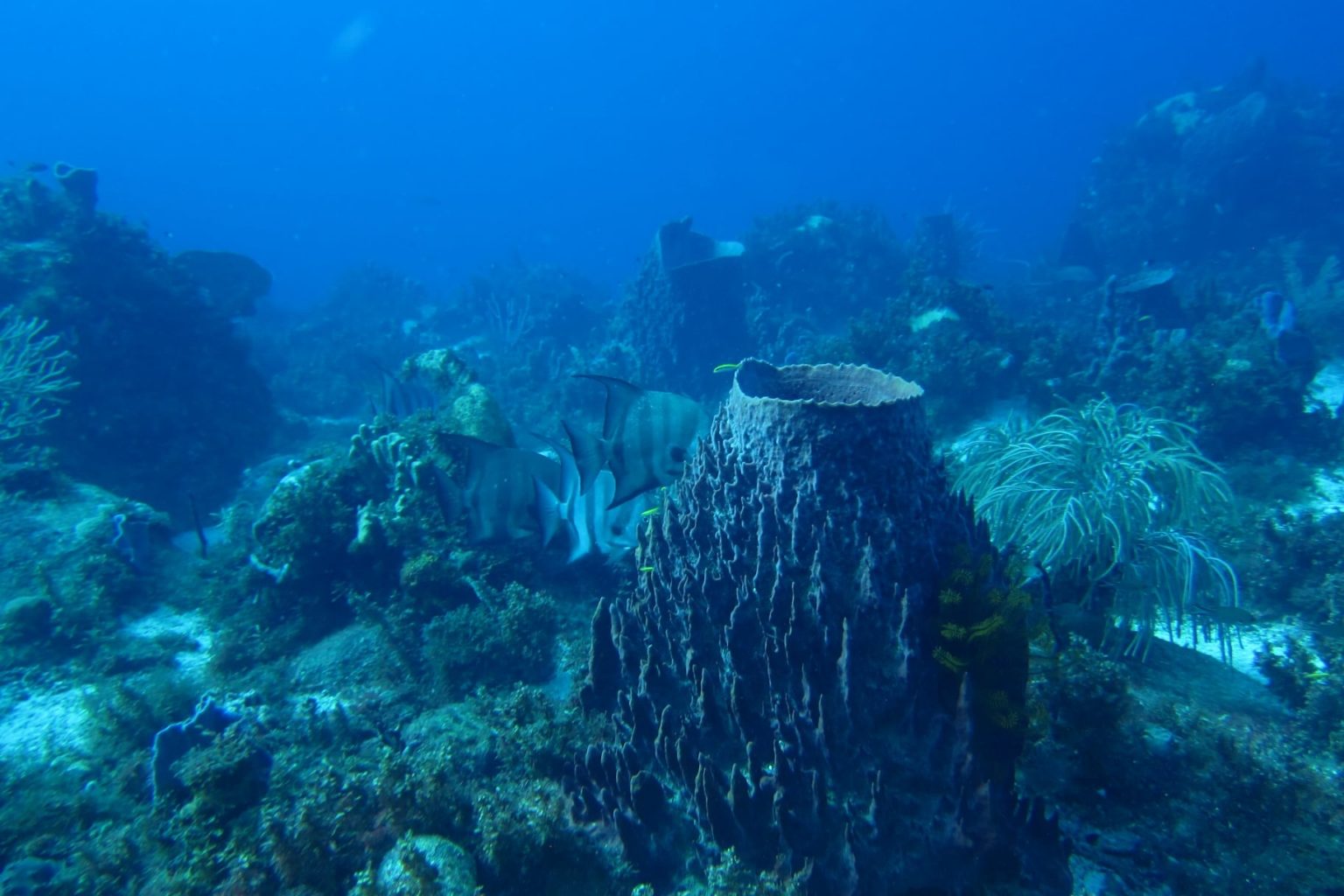 Les 7 meilleurs spots où faire de la plongée en Martinique