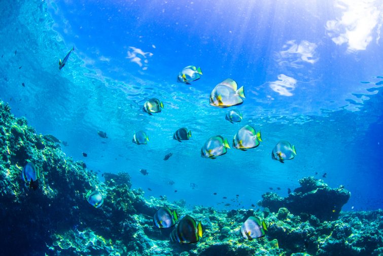 Les 7 meilleurs spots où faire de la plongée en Martinique