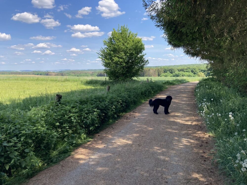 Les 11 plus belles randonnées à faire au Luxembourg