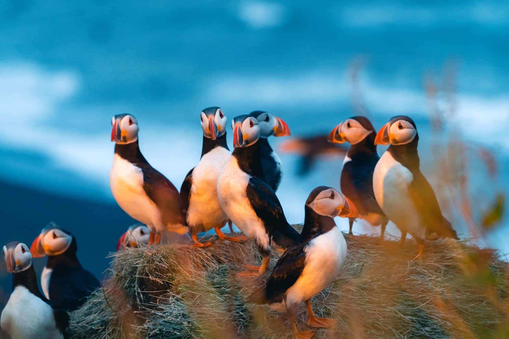 5 expériences à la découverte de l'incroyable faune islandaise