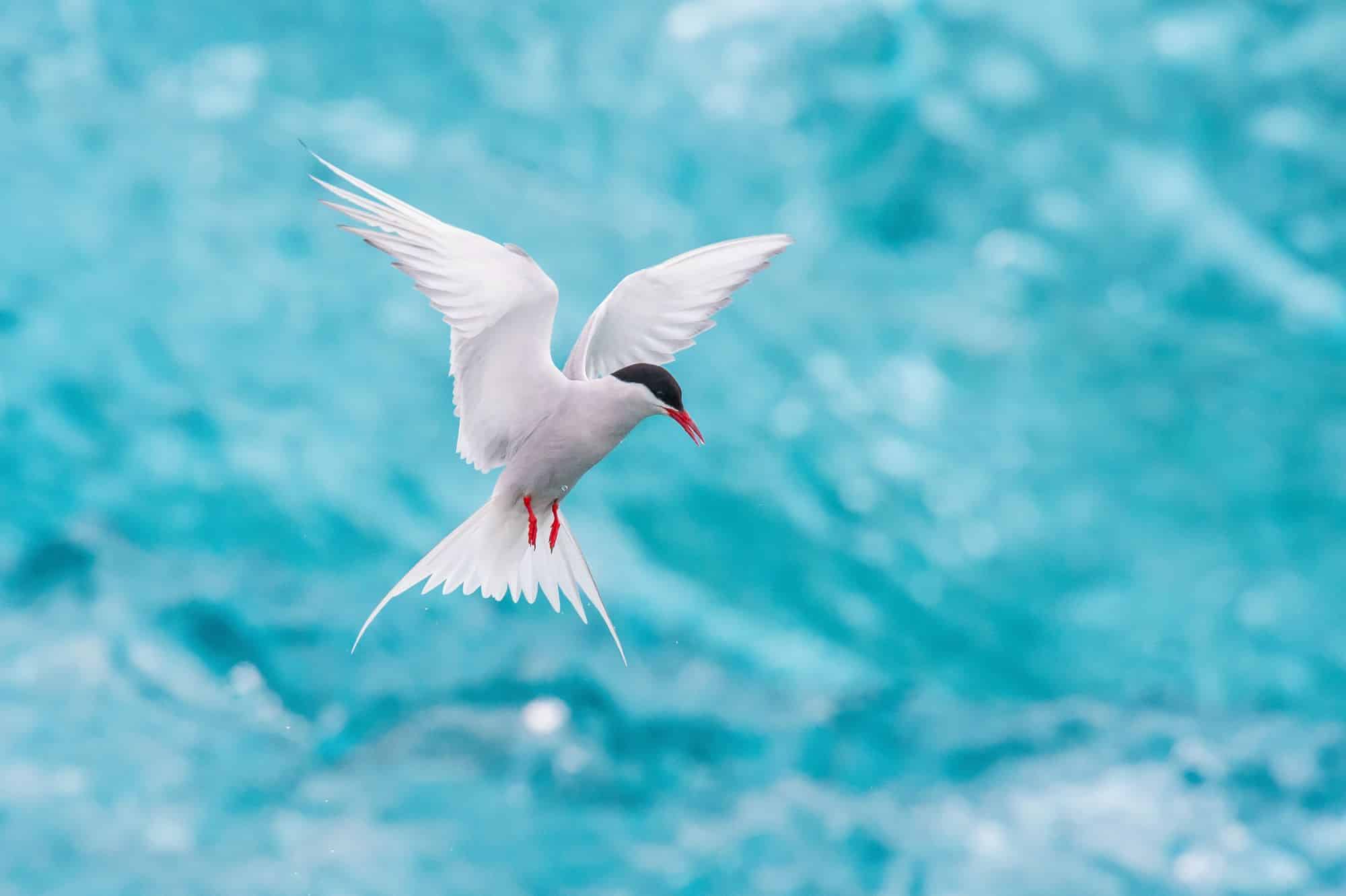 5 expériences à la découverte de l'incroyable faune islandaise