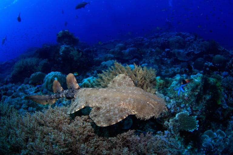 Les 11 choses incontournables à faire à Raja Ampat