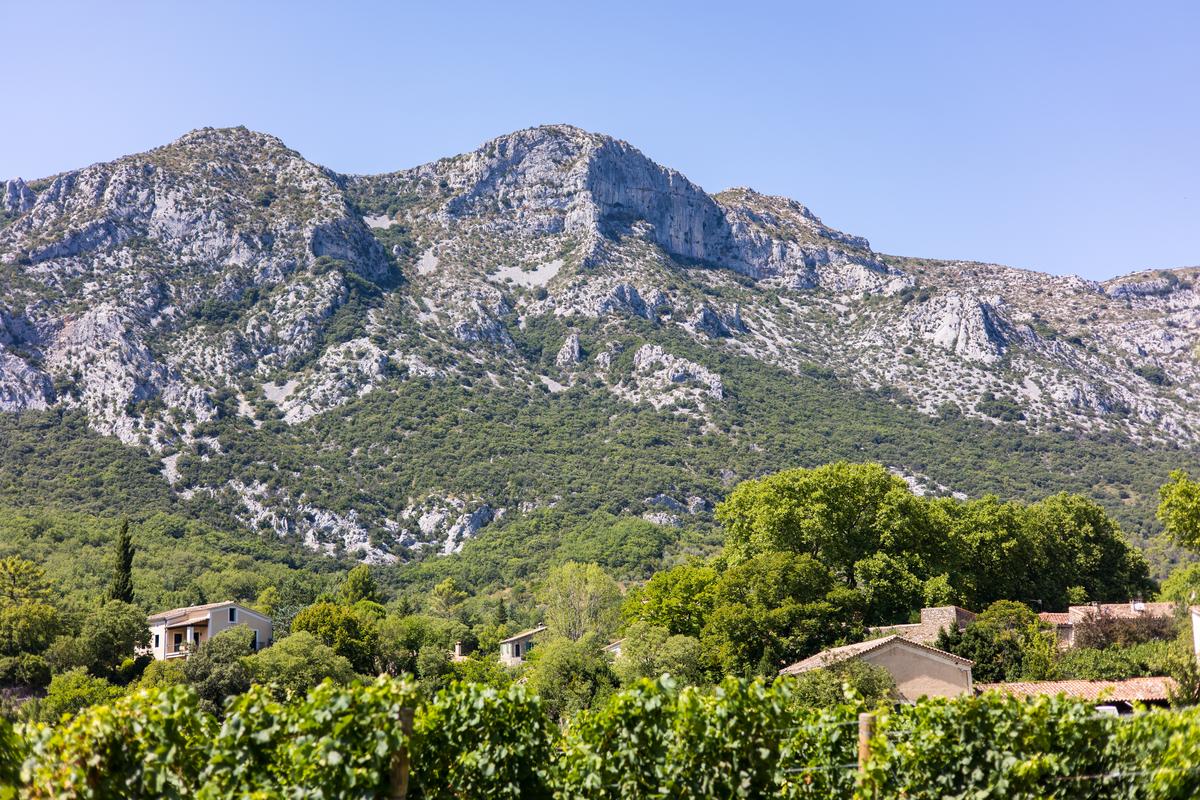 5 randonnées à faire dans les vignes autour de Montpellier