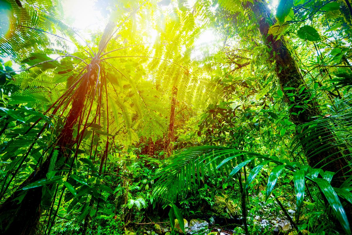 Les 8 plus beaux trésors de la forêt tropicale en Guadeloupe