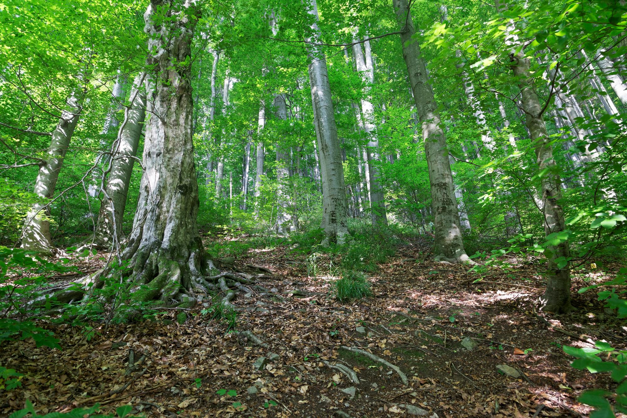 Les 5 plus belles forêts de Croatie pour s'évader dans la nature