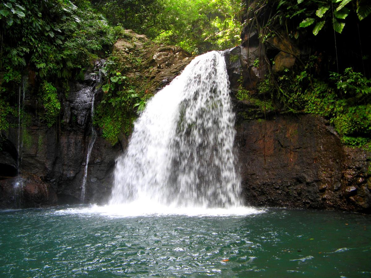 Les 8 plus beaux trésors de la forêt tropicale en Guadeloupe