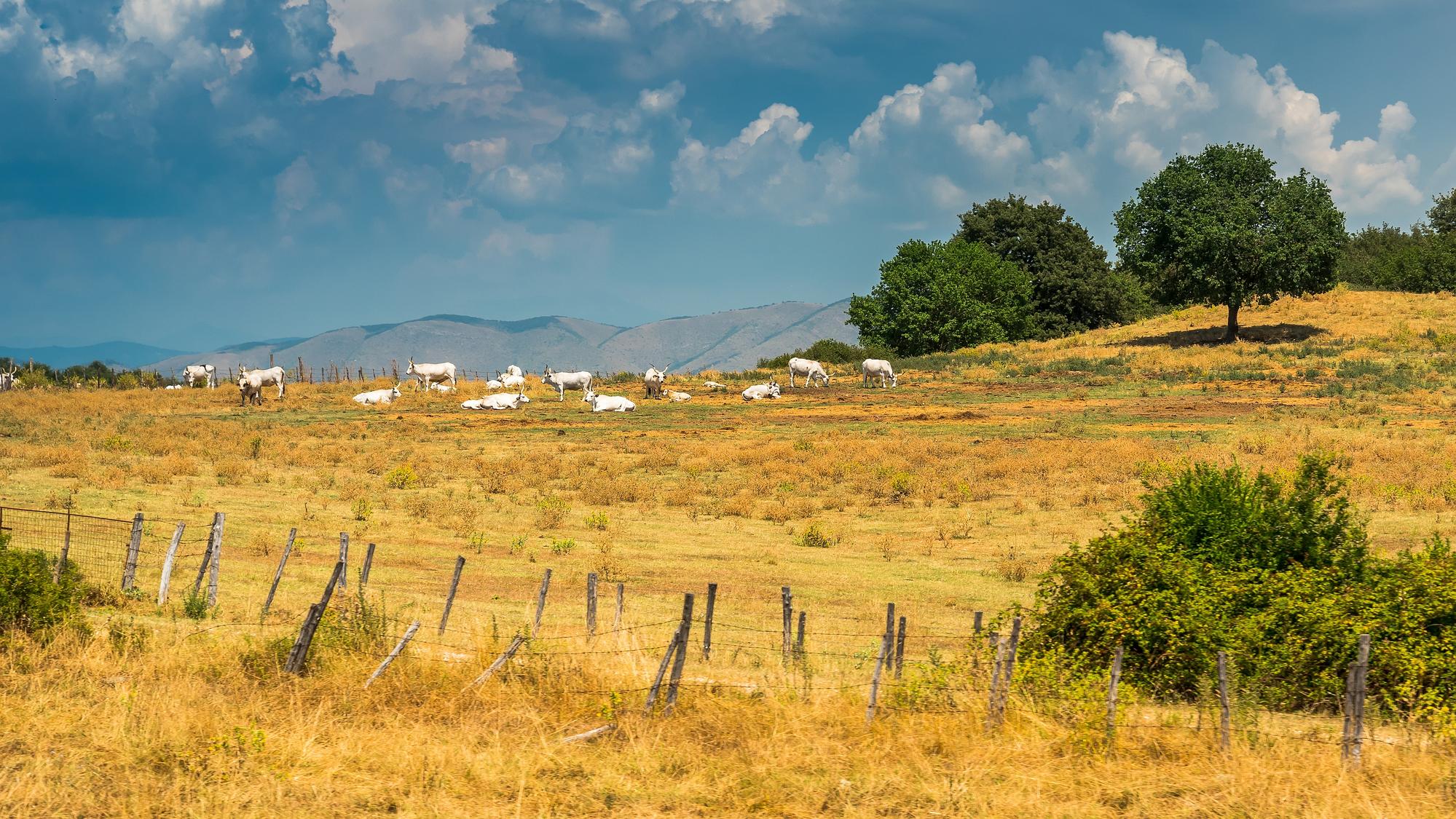 Les 6 plus belles randonnées dans les steppes hongroises