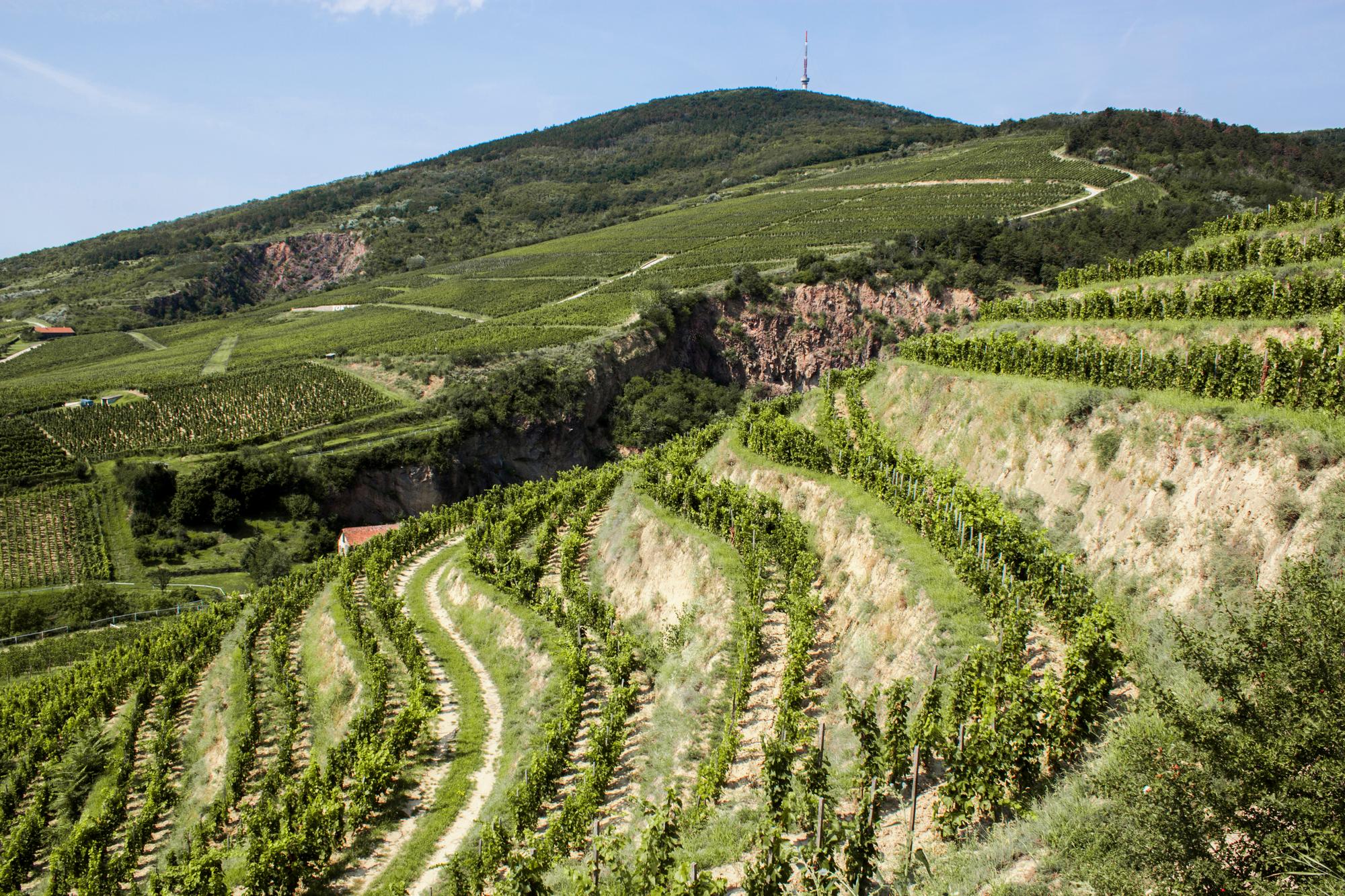 Les 6 choses incontournables à faire dans la Région Tokaj Hegyalja