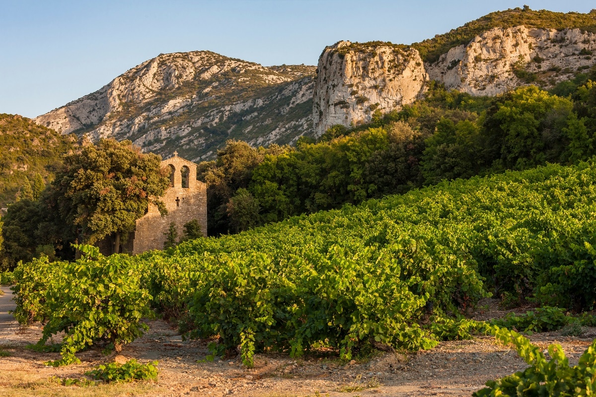 4 appellations viticoles à découvrir autour de Montpellier