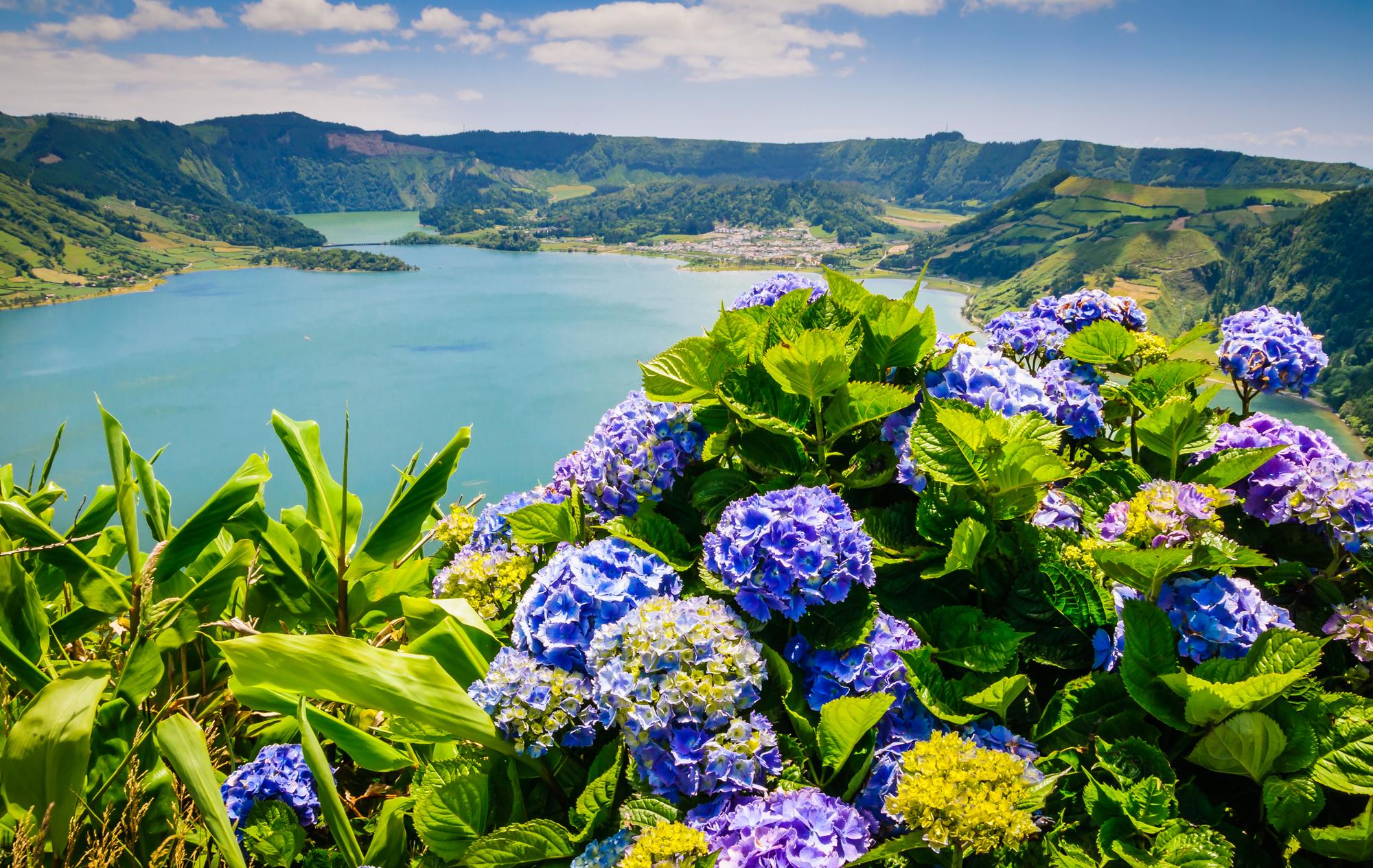 5 plantes et fleurs à découvrir aux Açores