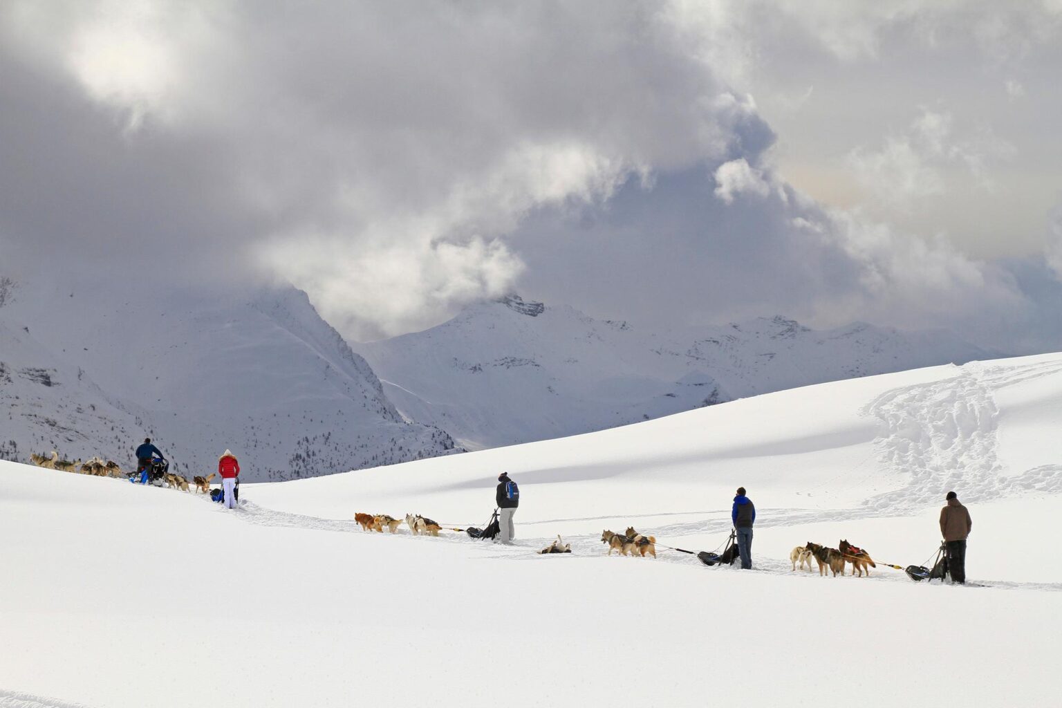 Les 8 endroits où faire du chien de traîneau dans les Alpes