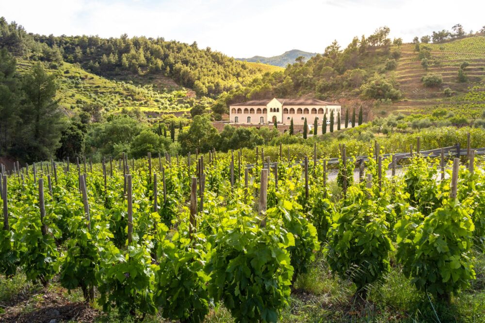 Les 7 vins espagnols à savourer lors de votre voyage