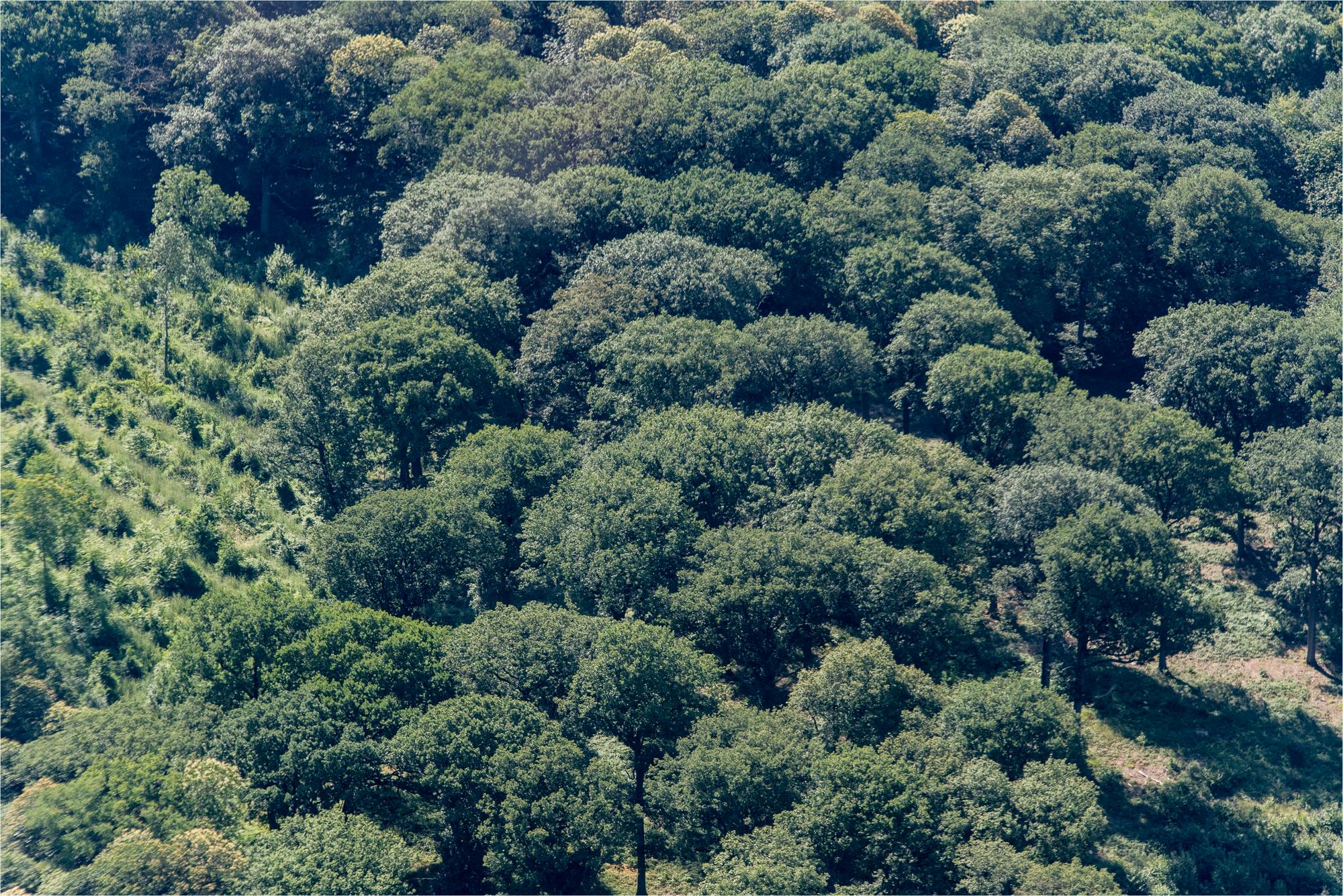 Les 7 forêts à visiter autour de Paris
