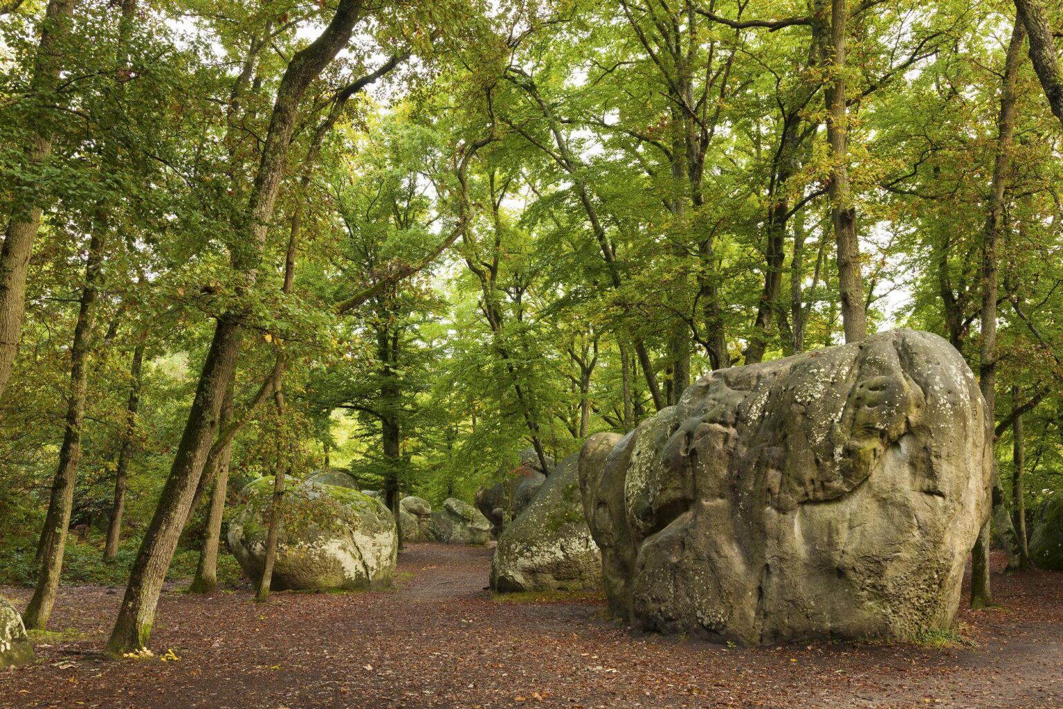 Les 7 forêts à visiter autour de Paris