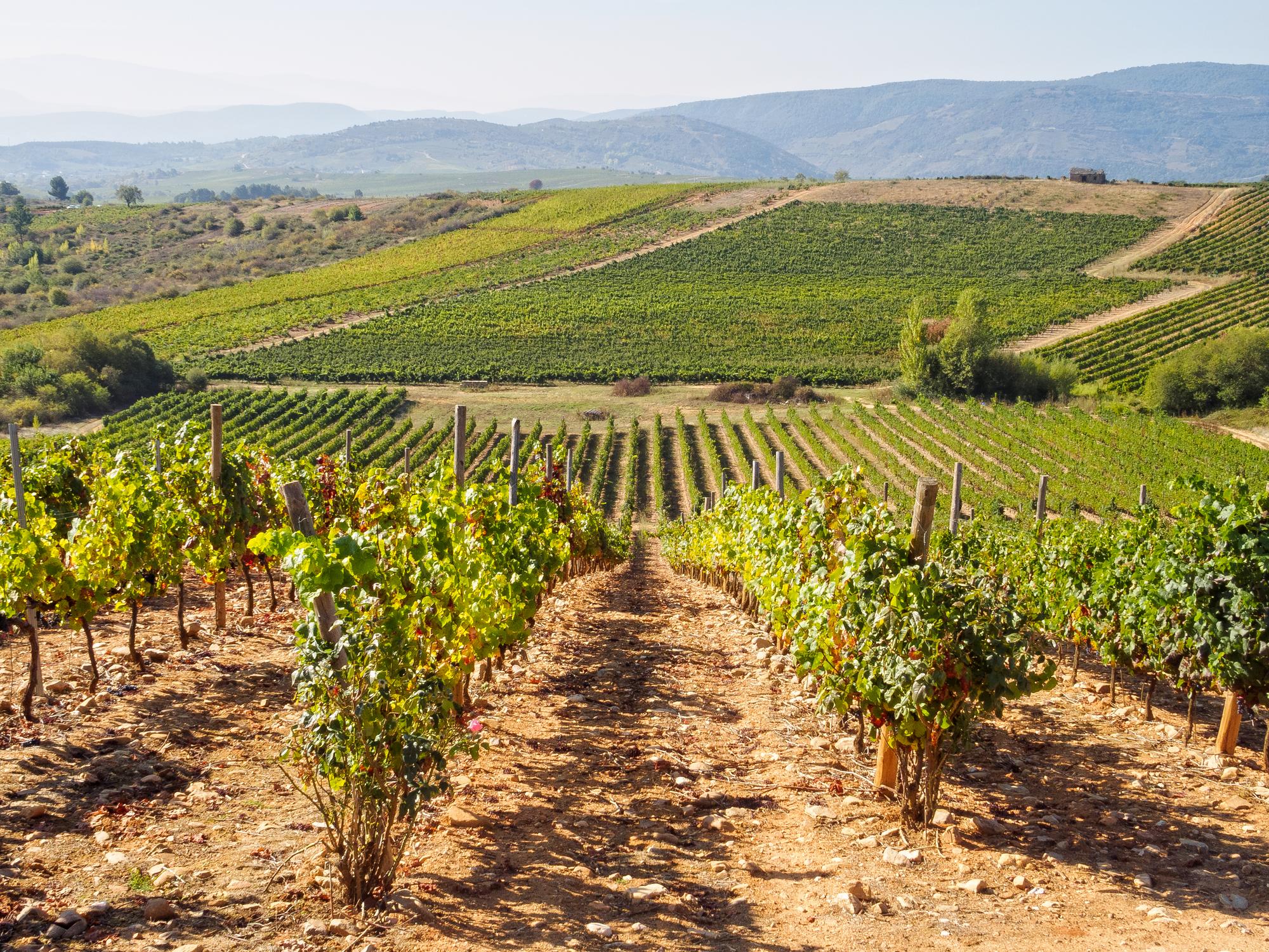 Les 8 Routes Du Vin à Parcourir En Espagne
