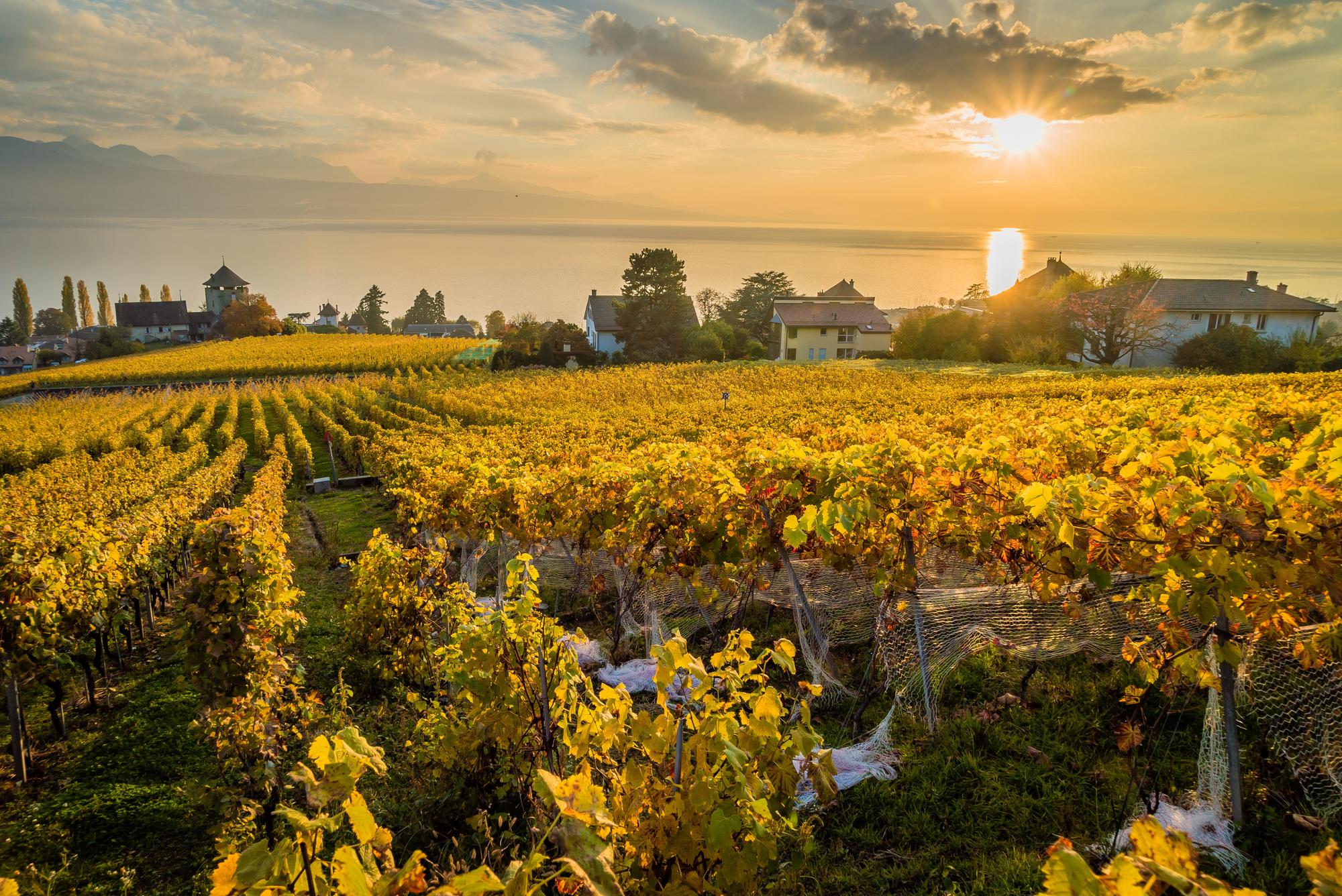 Les 6 vignobles suisses pittoresques et leurs vins